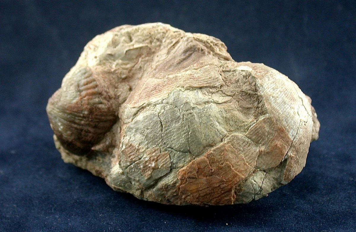 Coelenterata Fossil