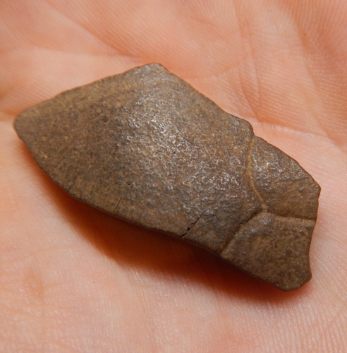 FOSSIL RIVER TURTLE FOSSIL SHELL SCUTE ICE AGE REPTILE JAW SKULL BONE ...