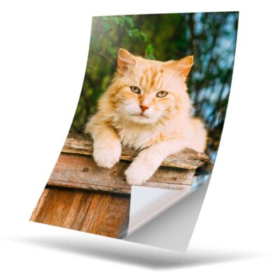 1 x Vinyl Sticker A4 - Pretty Ginger Cat Print Pets Animals #8378 | eBay