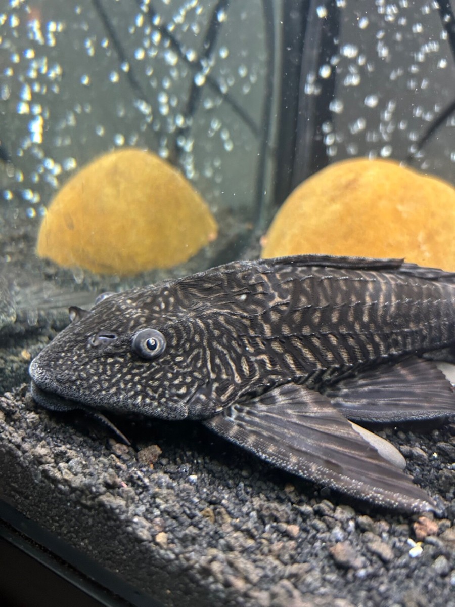 Fancy Pleco