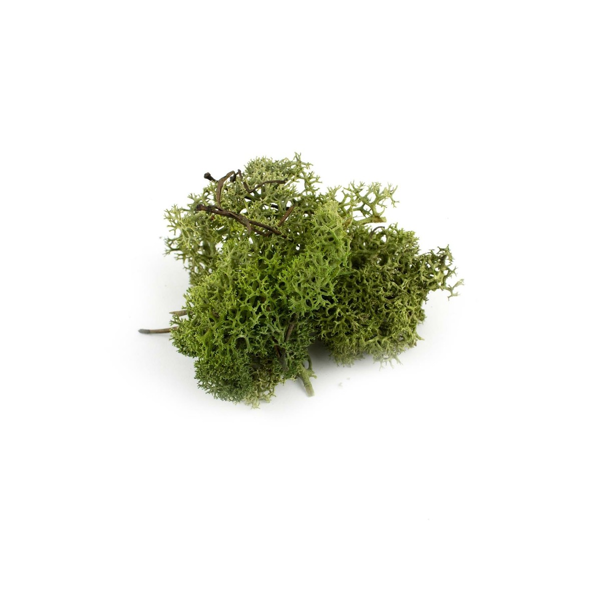 Moss Plants Light Green Lichen Moss Foliage 20g - Model Railway ...