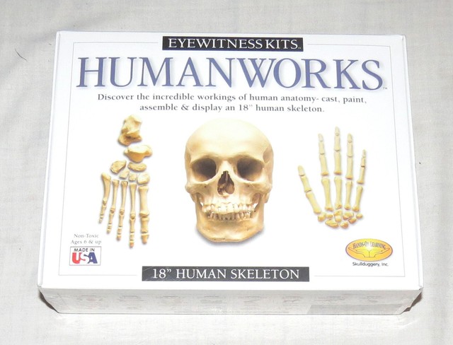Eyewitness Kits Humanworks 18 Inch Human Skeleton Casting Kit for Ages ...