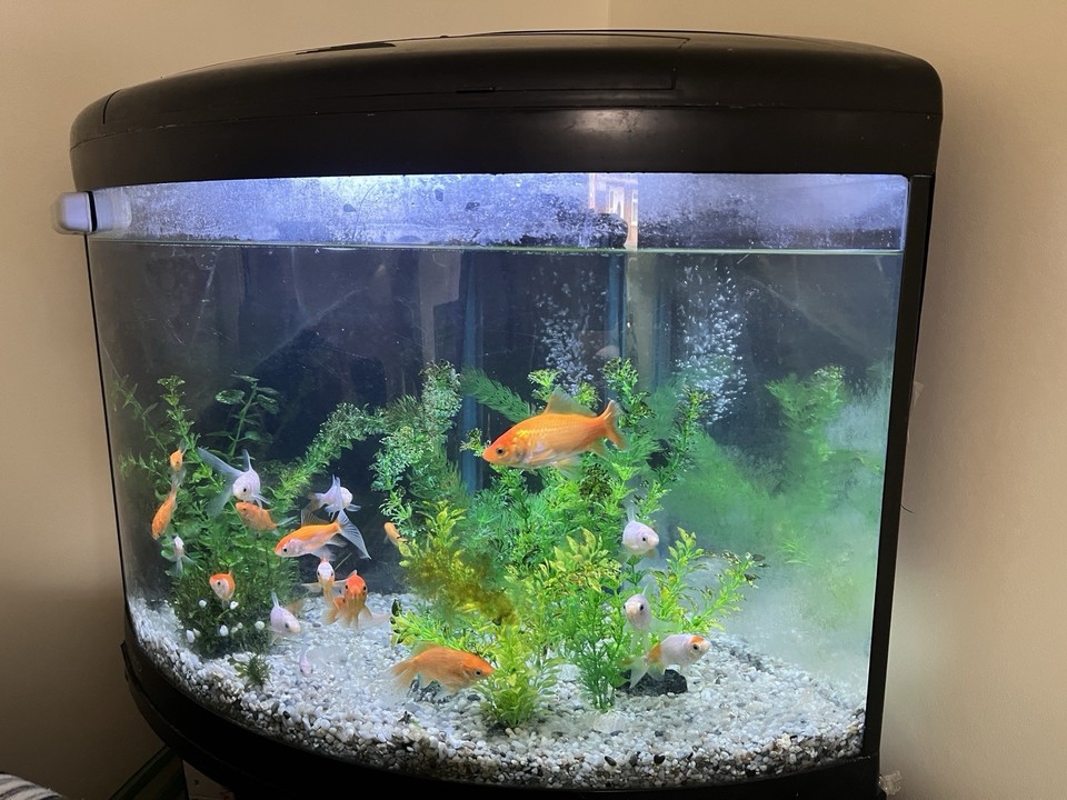 Aqua One Aquarium Fish Tank 100 Litres UFO 550 Complete Set Up Cabinet ...