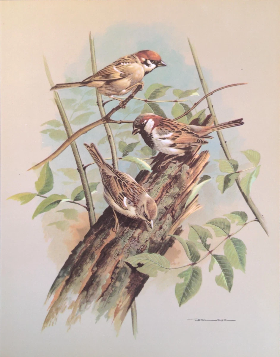 Vintage Sparrow Art