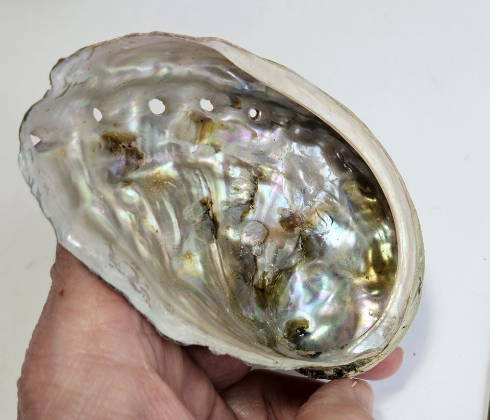 Vintage Natural Abalone Sea Shell Lot Unpolished Shells Smudge Mother ...