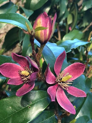 Magnolia Stellar Ruby in 8cm pot semi evergreen form with banana ...
