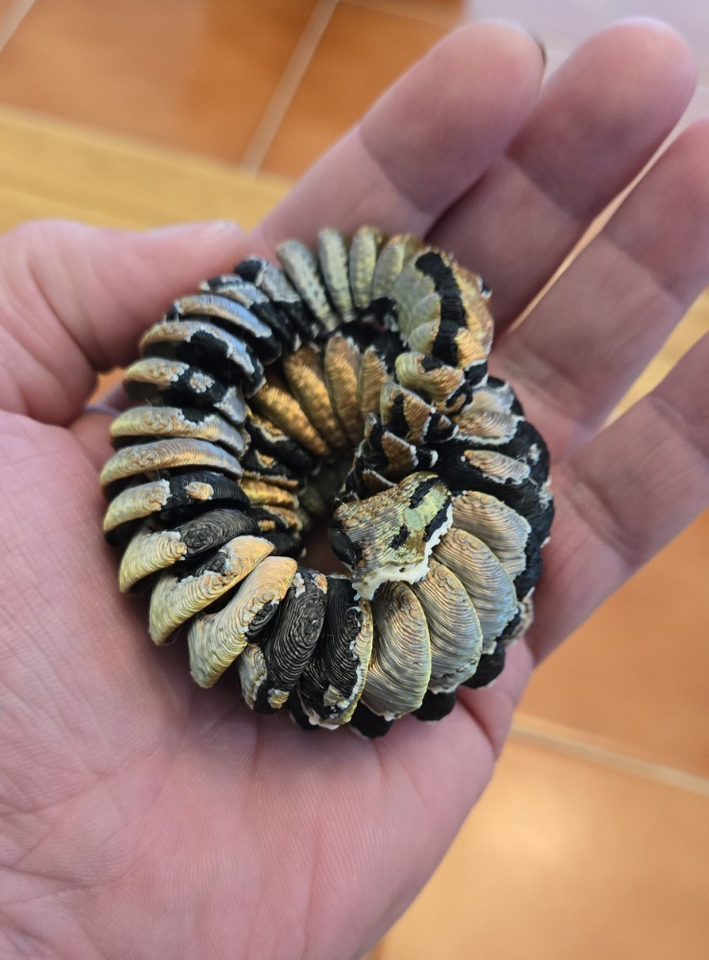 Baby Ball Python snake Articulated Figure 3D Print Handmade 15" | eBay