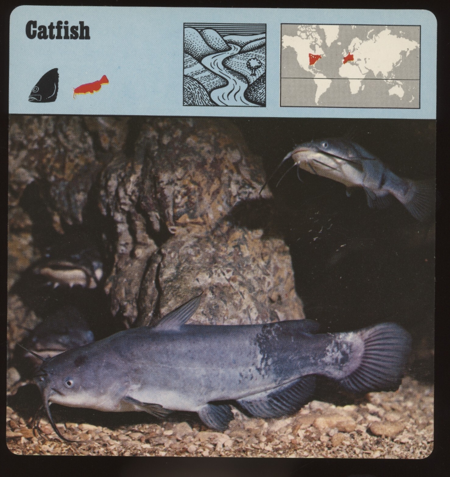 Catfish Safari Cards Rencontre Fish | eBay