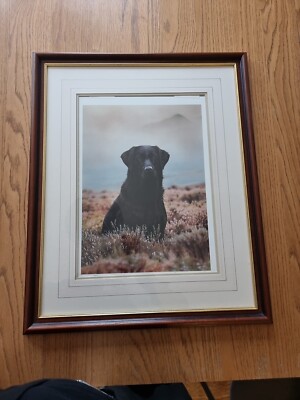 Vintage 1993 Steven Townsend Black Labrador Limited Edition Signed ...