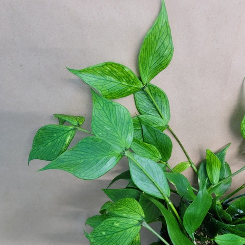 Hoya Fishtail (Hoya polyneura) – Rare Tropical Houseplant in 4” Pot ...