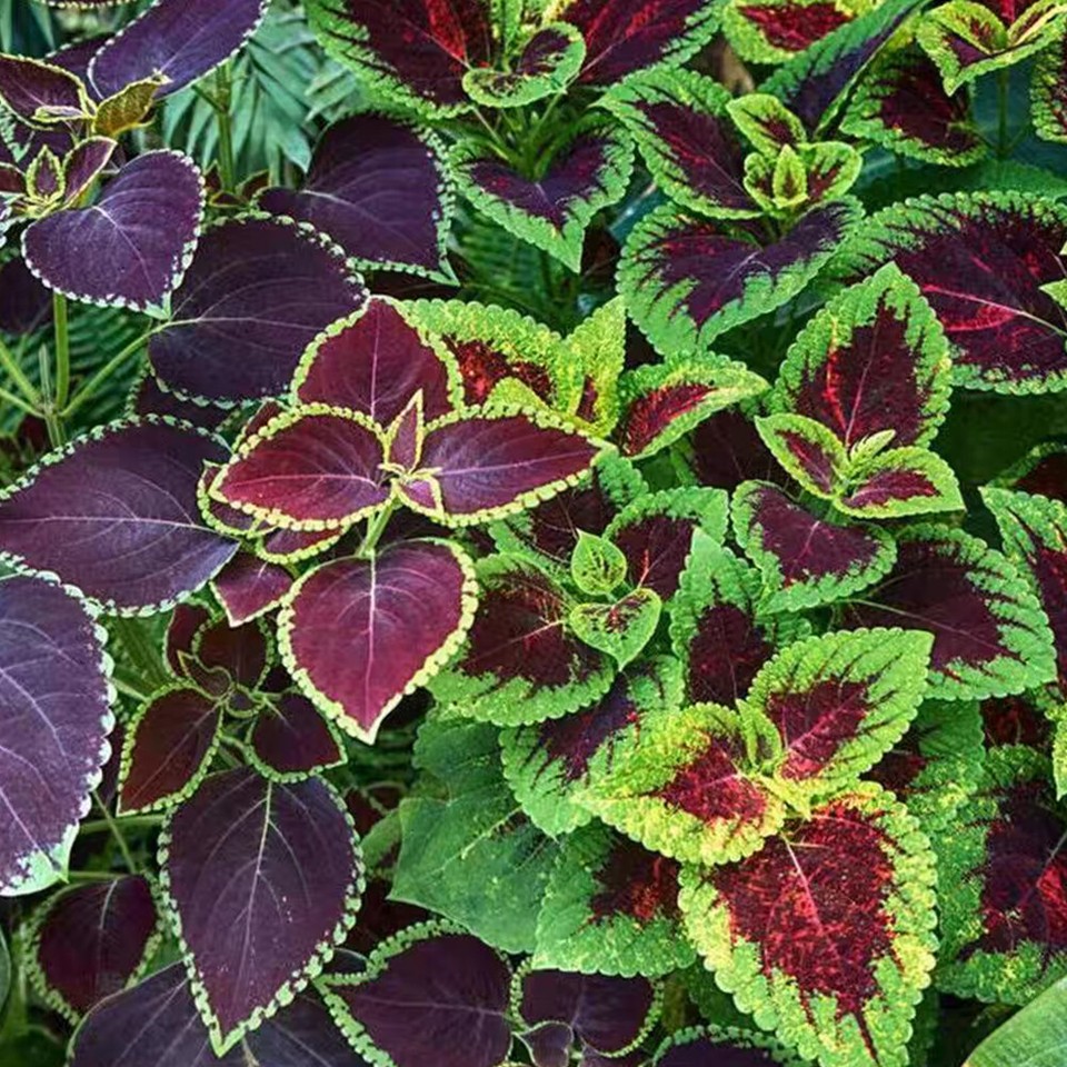 100/200PCS Blue Red Hosta Plant Seeds Hosta plantaginea Garden Flowers ...