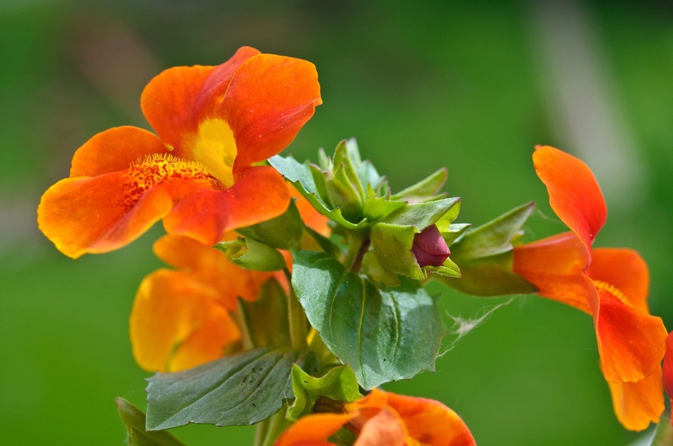 100 Twinkle ORANGE MONKEY FLOWER Mimulus Seeds *Flat S/H | eBay