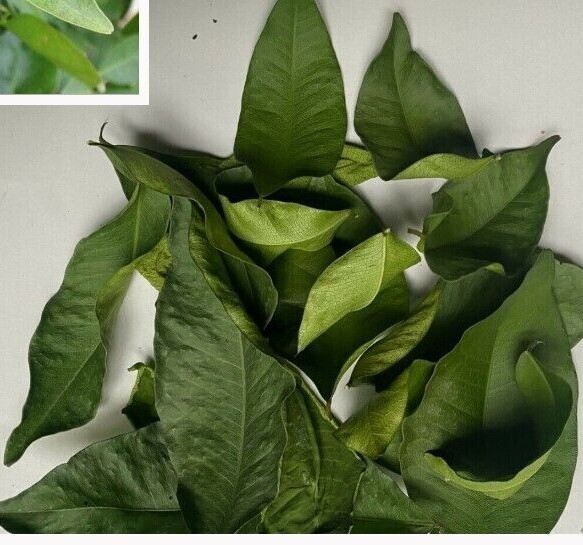 Powder Leaf Ceylanica AtalantiaYaki Naran Natural Herbal Wild Lemon 100 ...