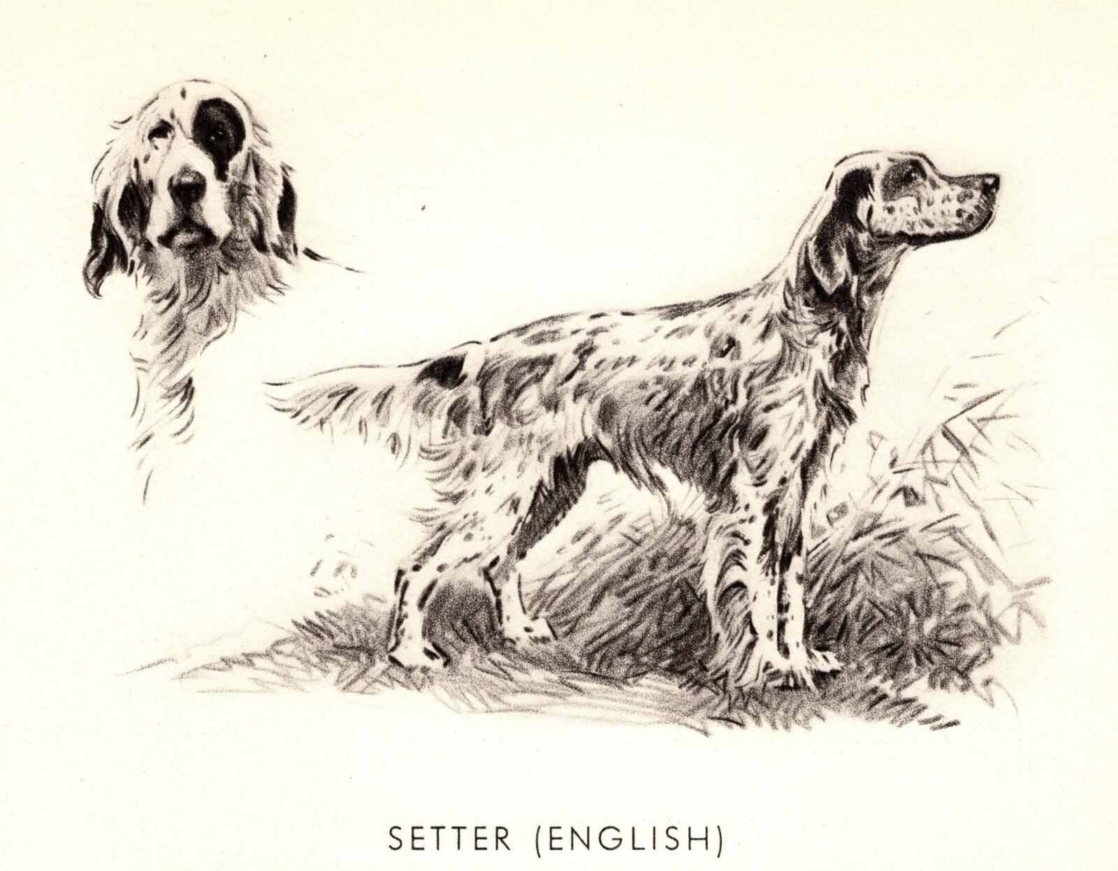 Vintage English Setter Print Morgan Dennis Hunting Dog Gundog Wall Art ...