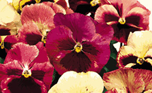 Pansy DeltaPro Tapestry Mix 250 seeds | eBay