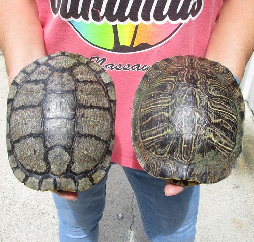 2 pc Lot Red-eared Slider Turtle Shells 7 inches, Terrapin, Taxidermy ...