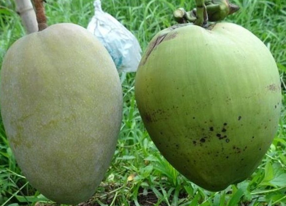 Coconut Mango Grafted Plant Giant Mango Big Mango Fruit Tree Unique ...