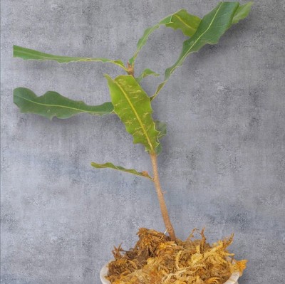 Macadamia Tree Bonsai Starter | eBay Australia