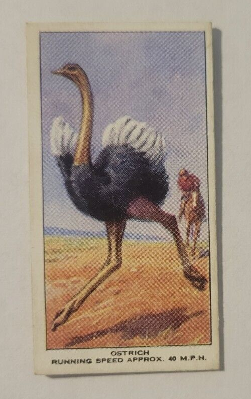 Ostrich Running Speed 310+ Ostrich Running Speed Pictures Stock