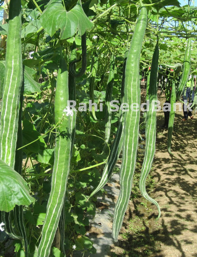 Snake Gourd Plant