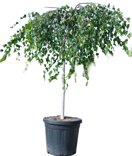 Pianta di Betulla PENDULA piangente Youngii h 100 cm in vaso 18 cm ...