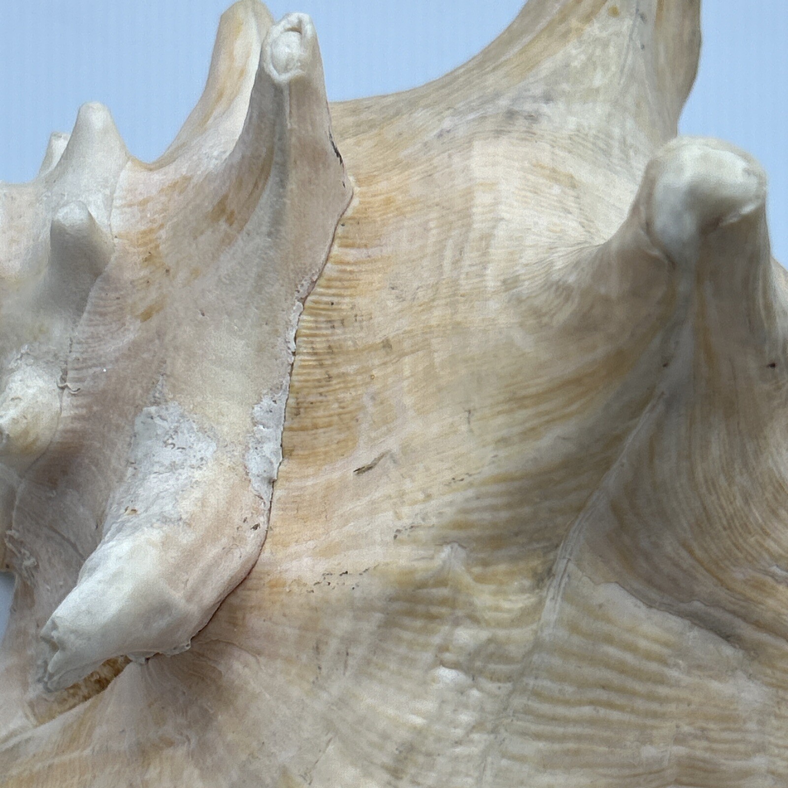 2.1# Conch Seashell (Pink) - Bahamas Pink Conch Shell Ocean Beach ...