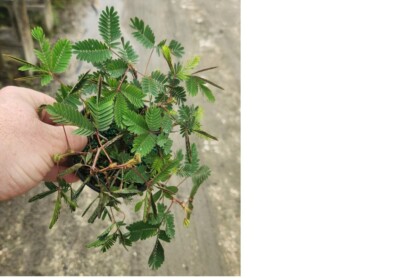 Mimosa pudica - Touch Sensitive Plant - Grown in a 4" Pot | eBay