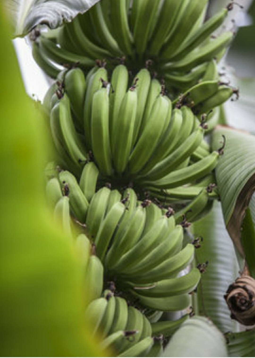 Phillipines Bongolan Banana Tropical Delicious Fruit | eBay