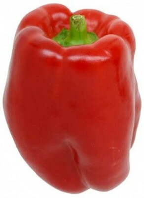 Bell Pepper Keystone Giant Sweet Hollow Huge Rounded Square Shape 20 ...
