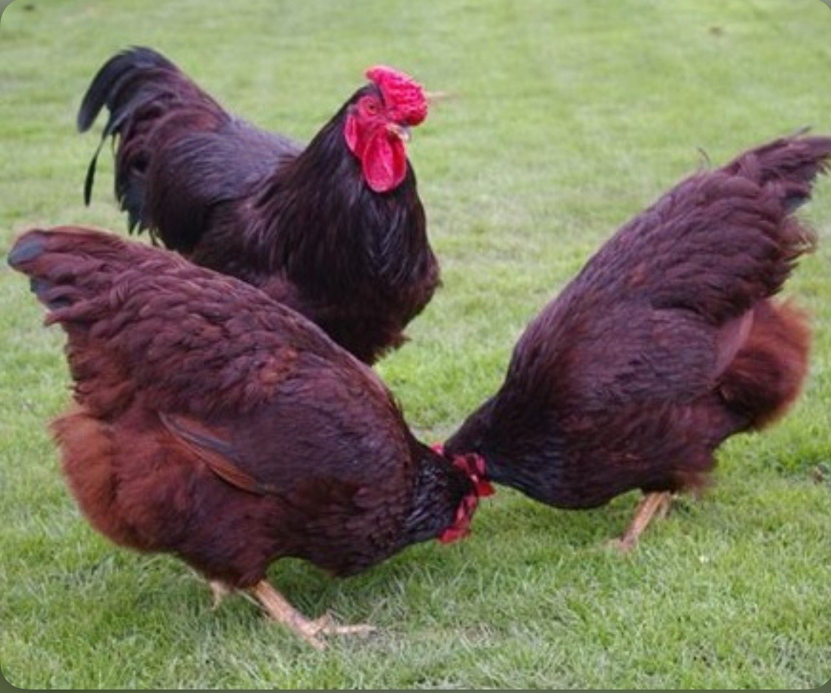 6+1free Rhode Island Red Hatching Eggs: Fresh Fertile Natural Unmixed ...