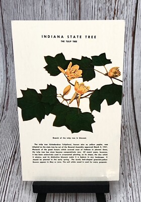 IN - Indiana State Tree Symbol Illustration Vintage Postcard | eBay