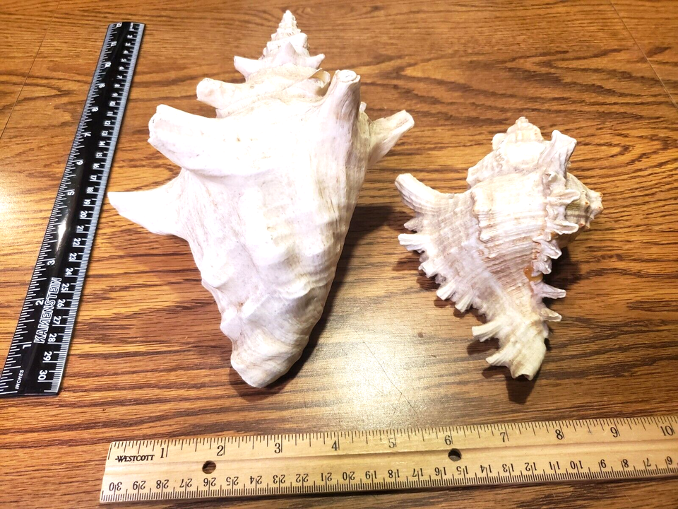 Lot of 2 Natural NAUTICAL Sea Shells 1 Conch + Spiked Murex Conch HOME ...