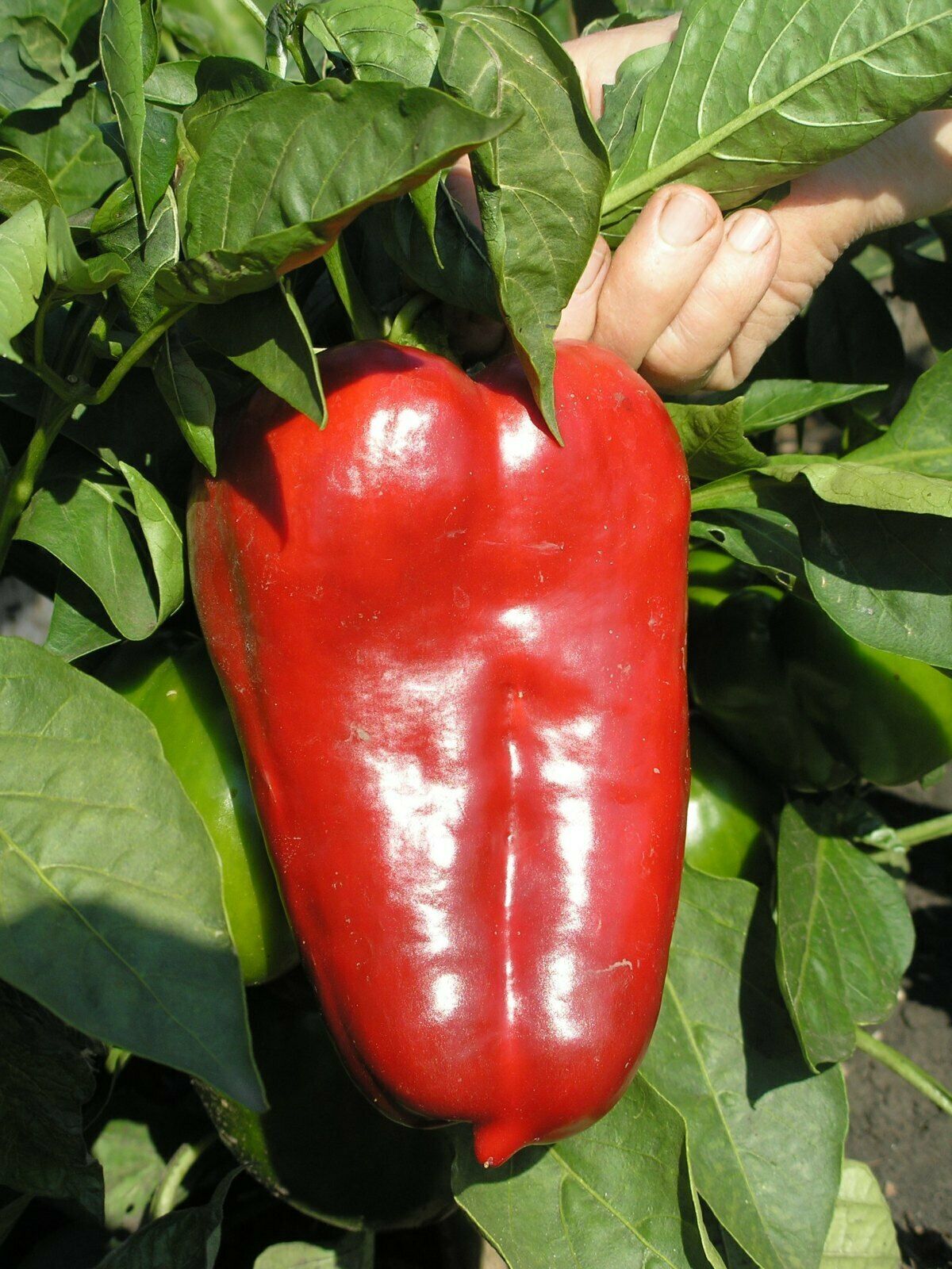 1 Pack 200 Red Giant Sweet Pepper Seeds Chili Capsicum Seed Organic ...