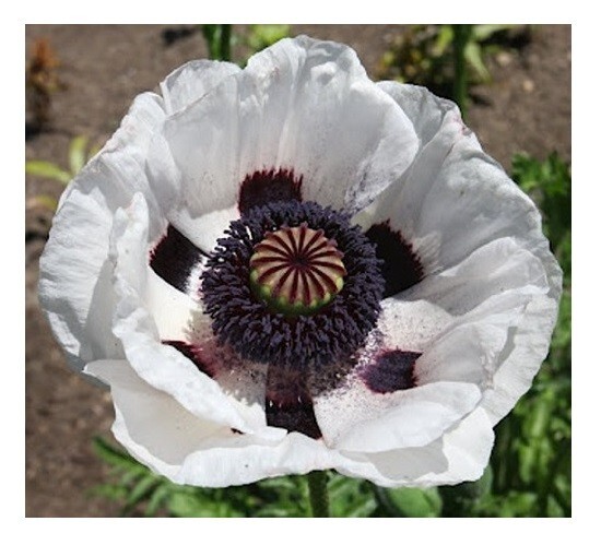 Oriental Poppy Flower Oriental Poppy (Papaver Orientale) In Reno