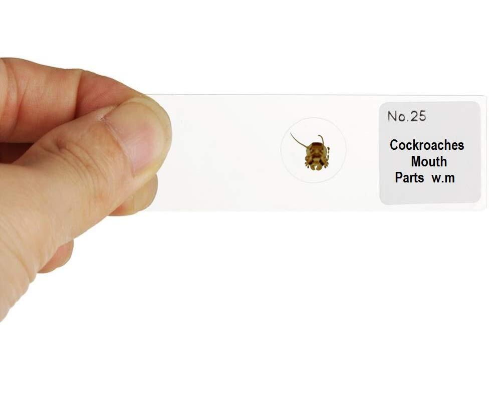 Foldscope Kit, Personal paper microscope kit,+ Led magnifier + glass ...