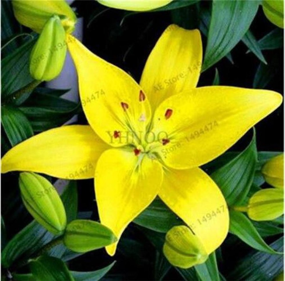 20 EXOTIC rare LILY SEEDS for garden flower perennial plant beds USA ...