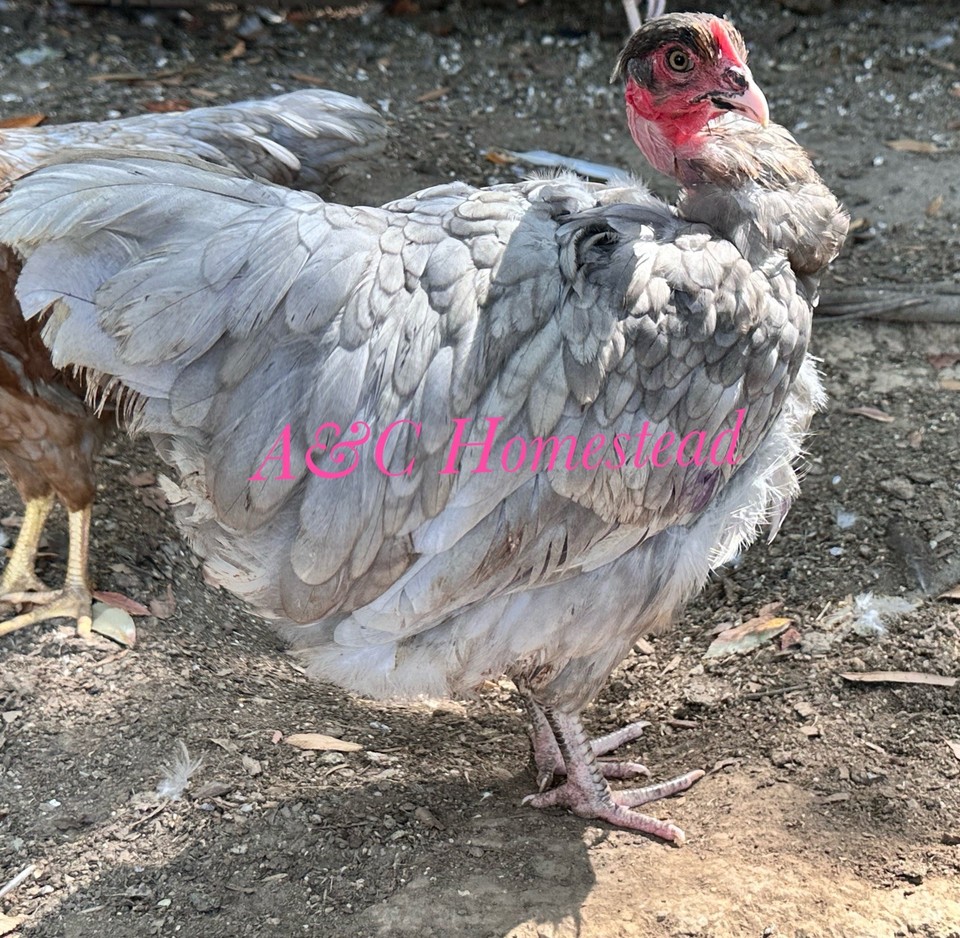 Turkens Chicken Hatching Eggs Pack 8 Eggs Mixed Colors | eBay