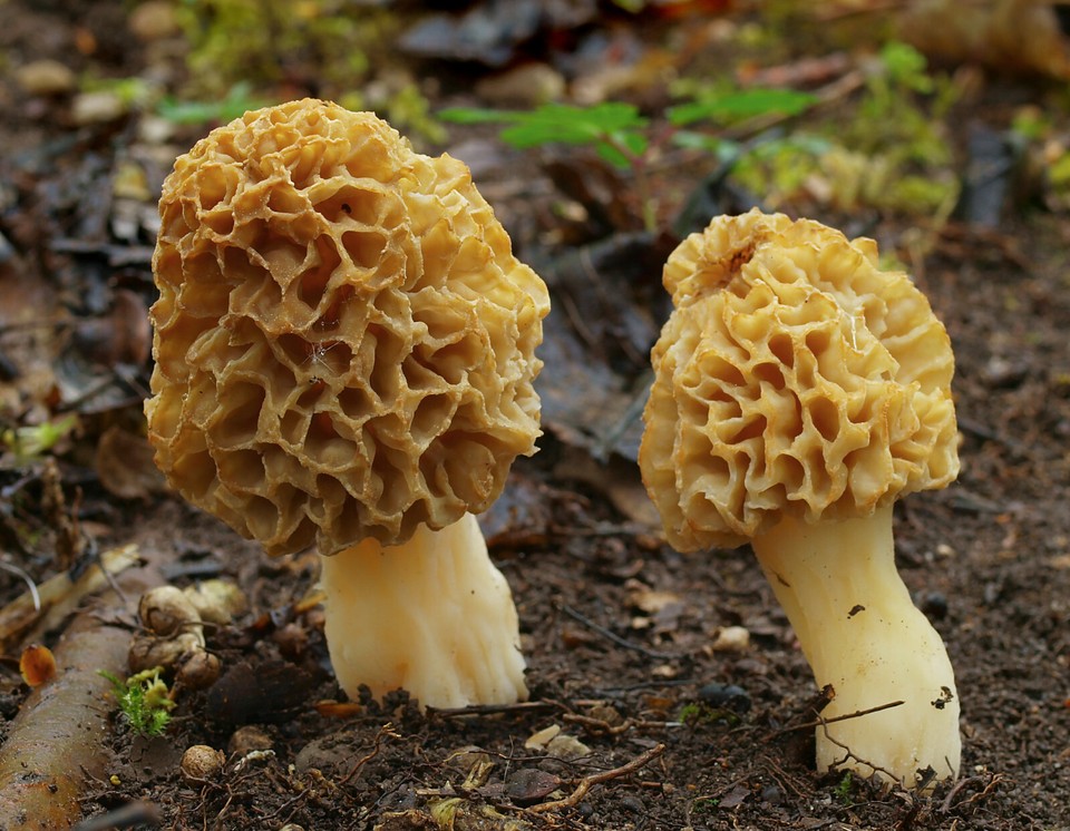 Morel Mushroom Planting Kit For Garden Or Mushroom Farm | eBay