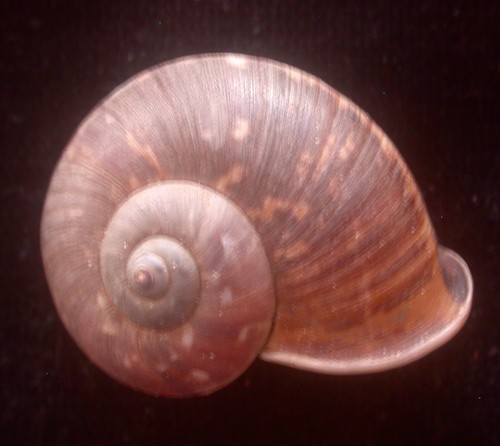 seashell Cyclophorus zebrinus 46-49mm Gem/F+++ | eBay