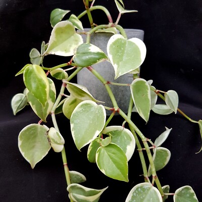Peperomia Nitida CUPID Scandens * Variegated foliage * Indoor shade ...