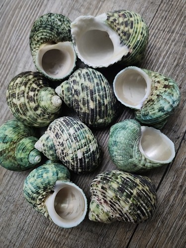 10 X Green Turban Conch Cassis Sea Snail Seashells 5cm Aquarium ...