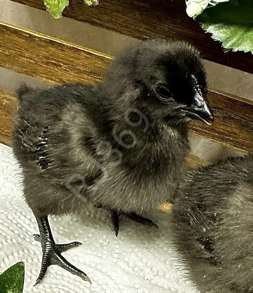6+ Ayam Cemani Chicken Hatching Eggs Unique All Black Bird Totally ...