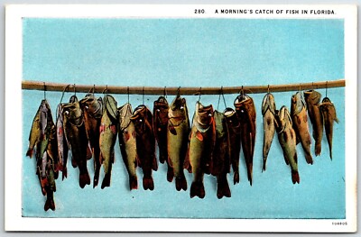 FL Florida Tropical Exotic Animal Fish Fishing Everglades Catch Vtg ...