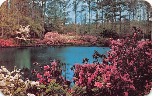 Chrome Postcards Lake at Bellingrath Gardens with Azaleas Near Mobile ...