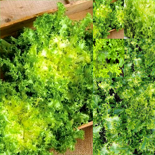 ENDIVE GREEN CURLED RUFFEC 115 Seeds GROW Bulk VEGETABLES | eBay Australia