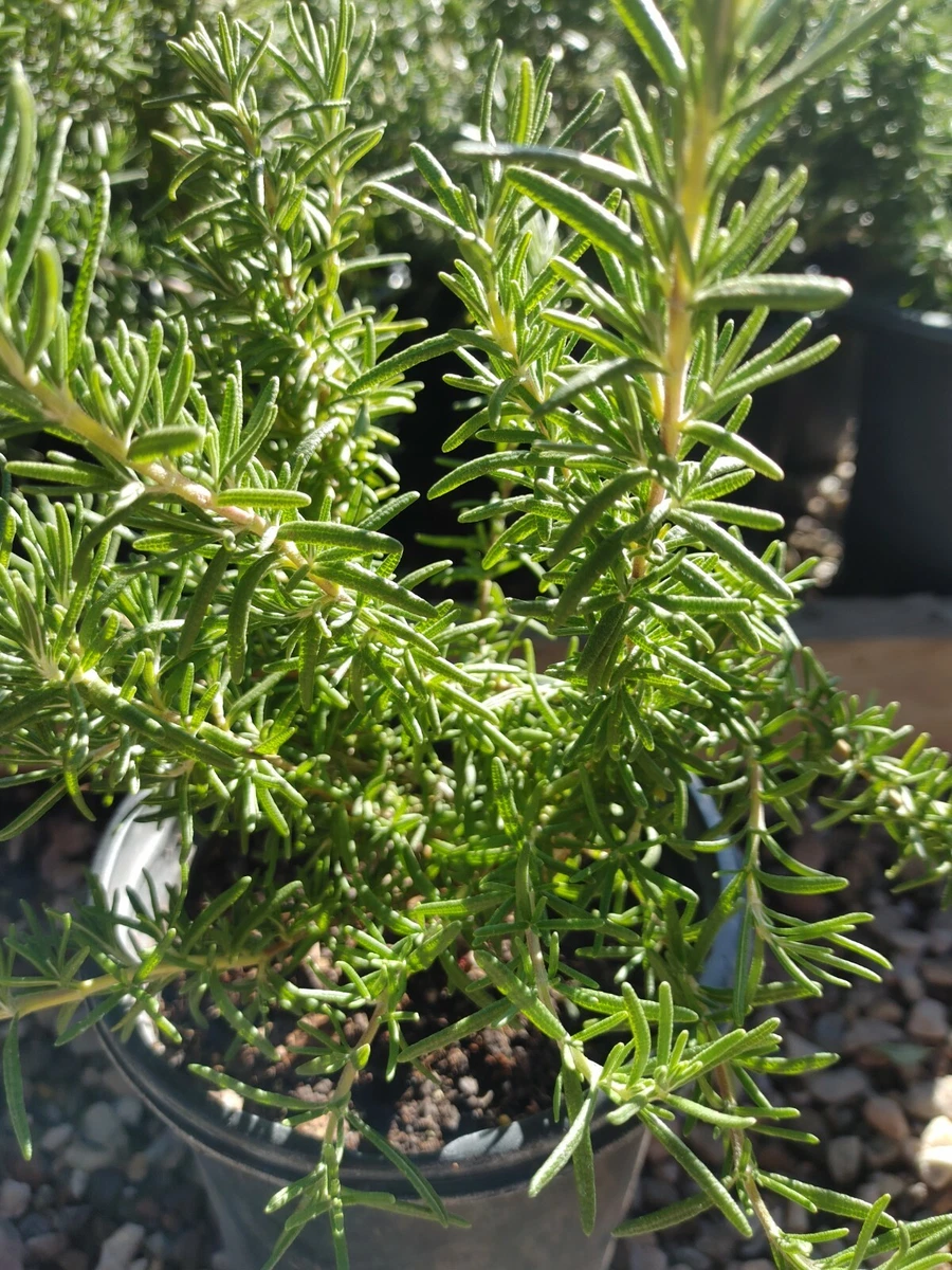 Trailing Rosemary Plant