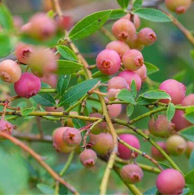 Blueberry Bush 'Pink Lemonade' - Vaccinium in 9cm Pot - Reliable Heavy ...
