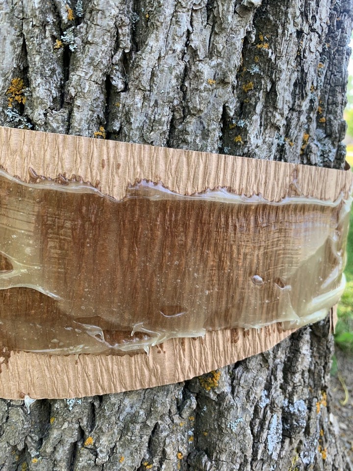 TREEKOTE Tree Banding Gum Sticky Crawling Barrier - 16oz All Natural ...