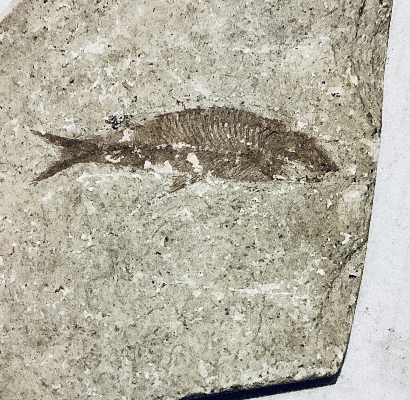 Fossil of Prehistoric Knightia fish (33 Million - 55 Million Years Old ...