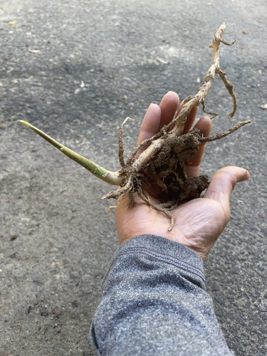 01 Japanese myoga Ginger Alive Plant with root みょうが ( Similar As ...